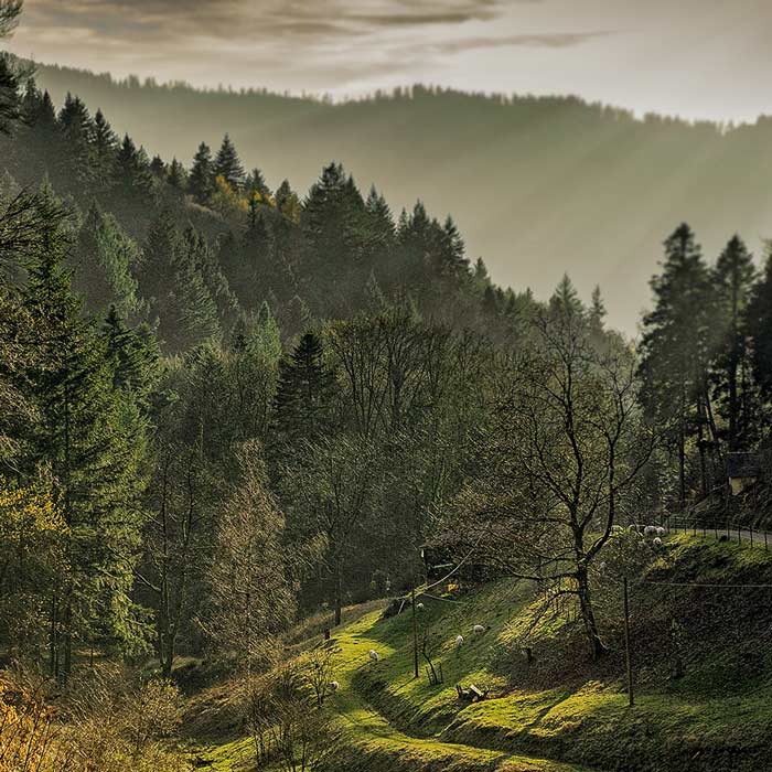 Home - Schwarzwald Couture